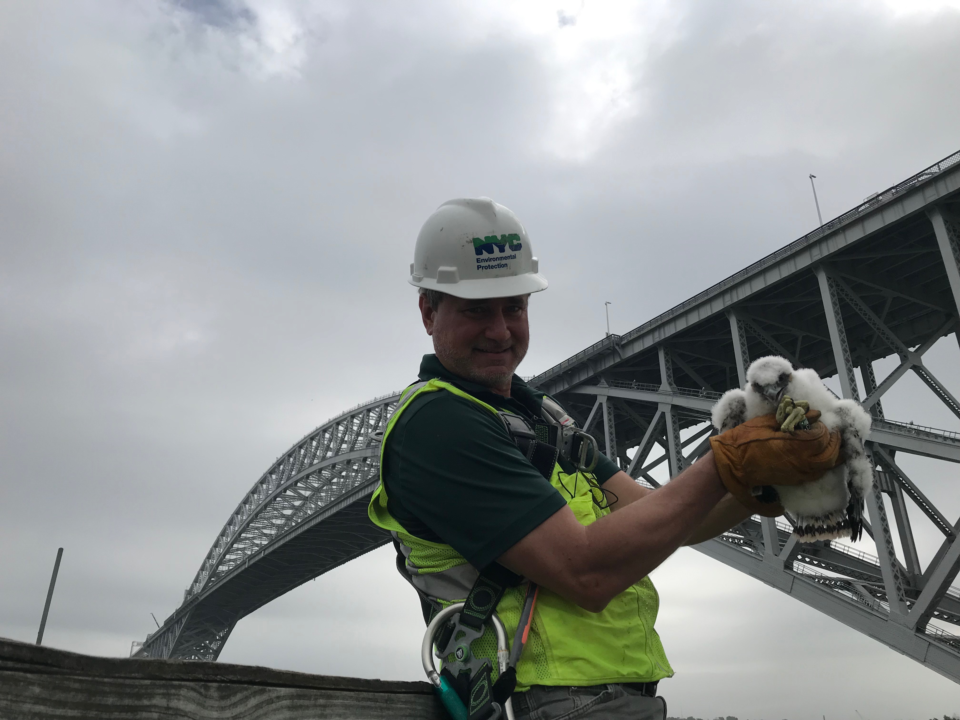 The PA’s Falcon Protection Strategy: Tag, You’re It